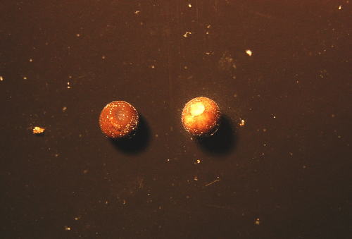 Amphibienentwicklung - Zoologie - Susanne Hoffmann